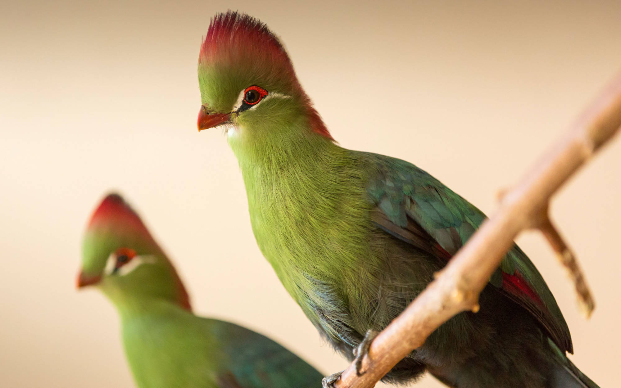 Aviary – Waddesdon Manor