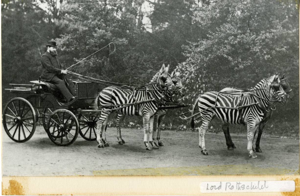 Zoology and zebras: Walter Rothschild and his museum – Waddesdon Manor
