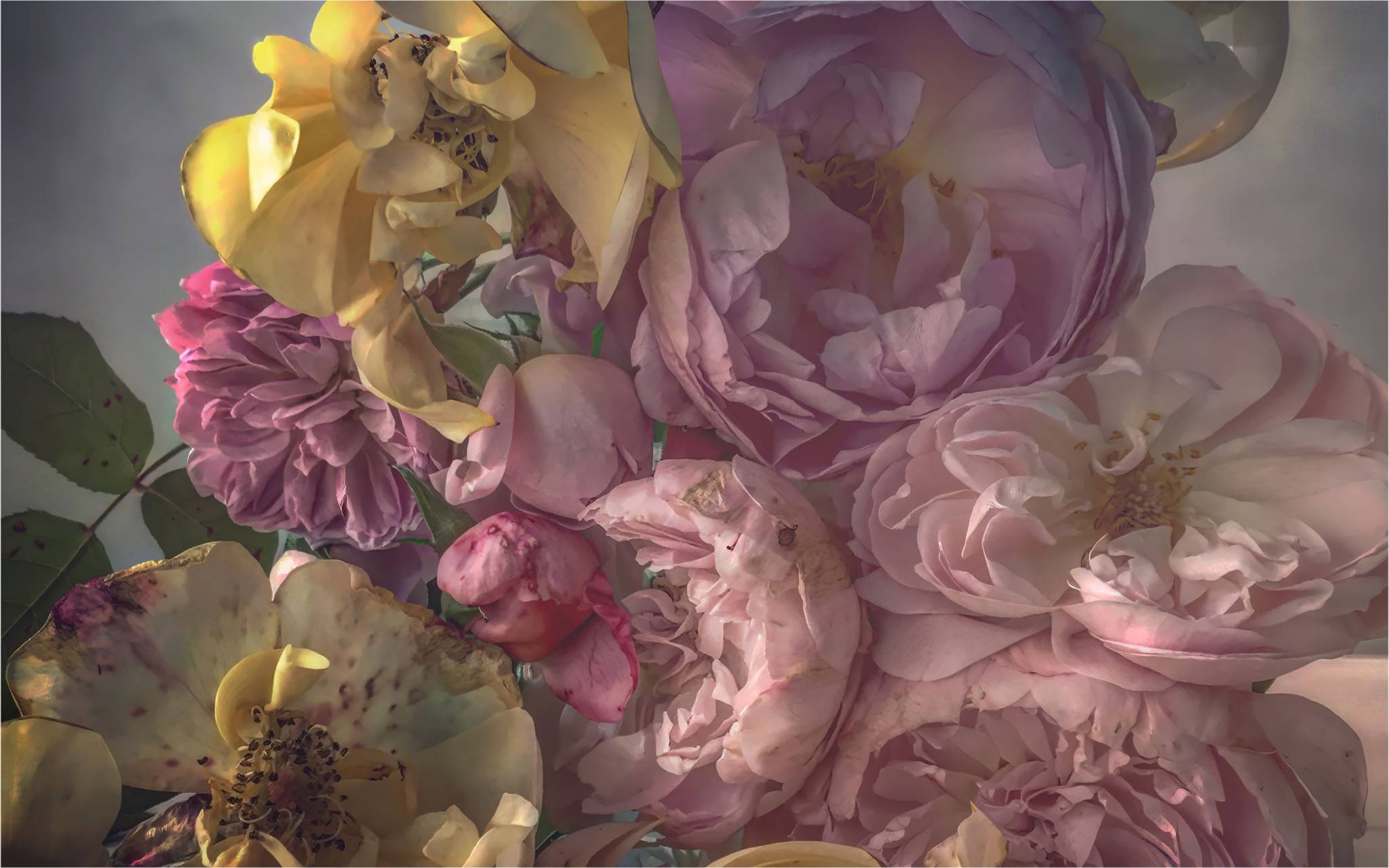 Nick Knight: Roses from my Garden – Waddesdon Manor