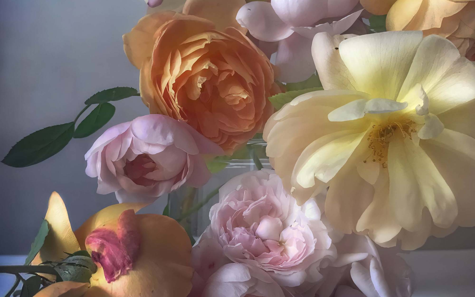 Nick Knight: Roses from my Garden – Waddesdon Manor