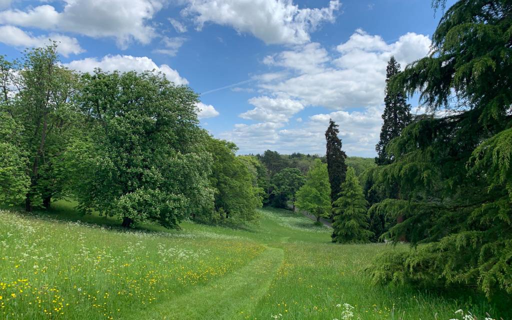 Wildflower meadow restoration at Waddesdon – Waddesdon Manor